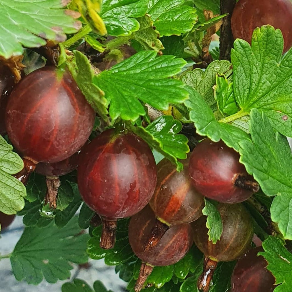 Kamieniniai agrastai ir serbentai | Dr. Algirdo Amšiejaus medelynas