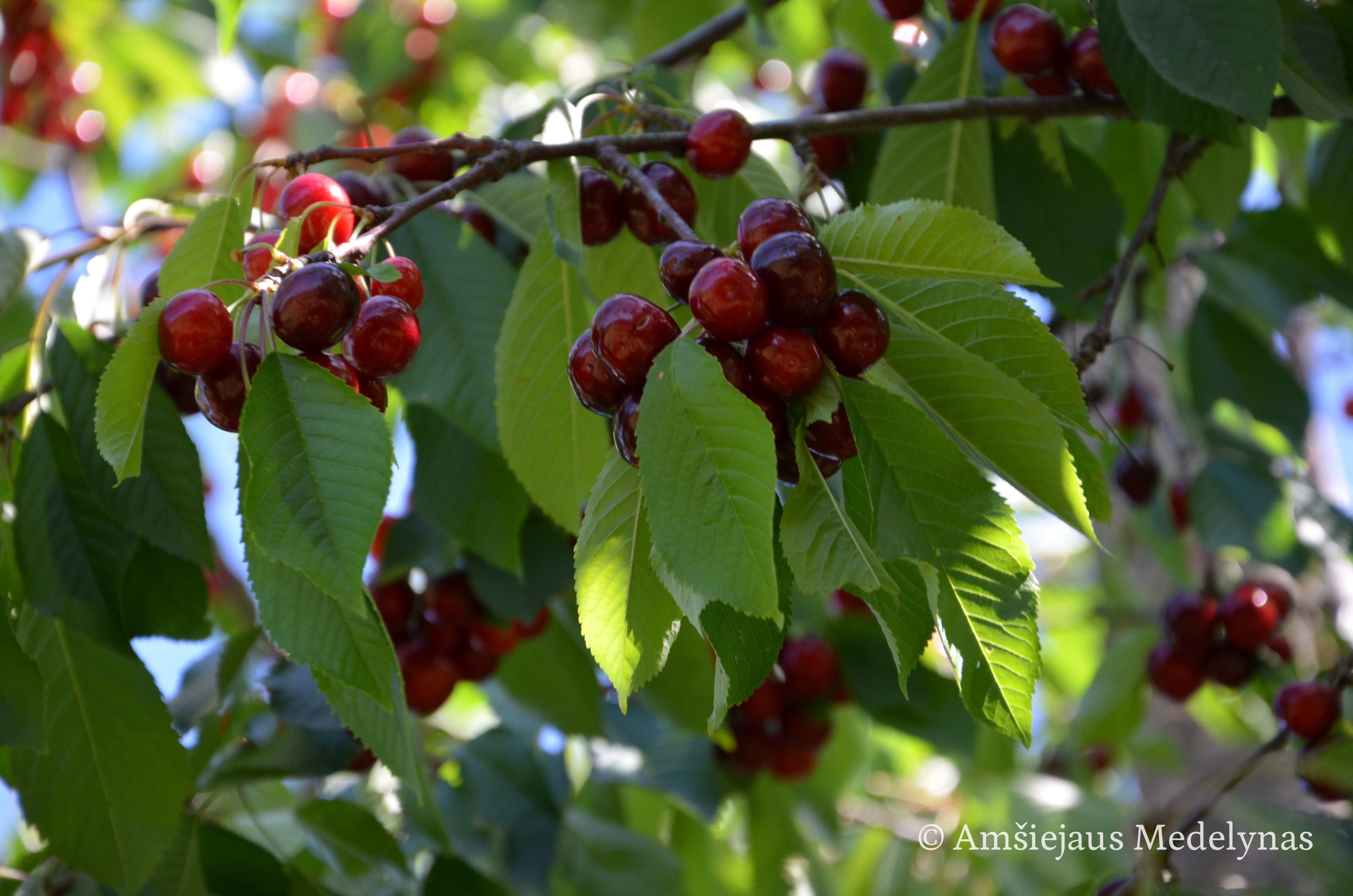 Trešnės | Dr. Algirdo Amšiejaus medelynas