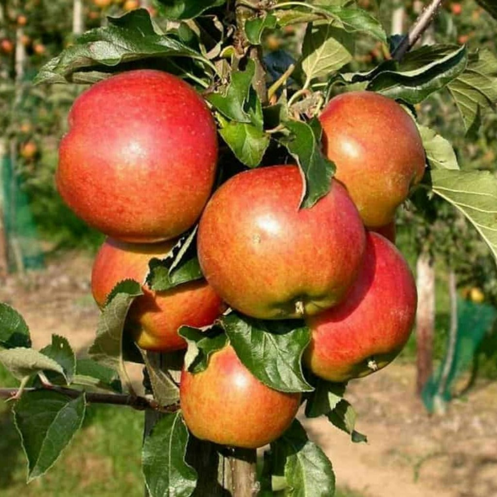 Koloninės obelys | Dr. Algirdo Amšiejaus medelynas