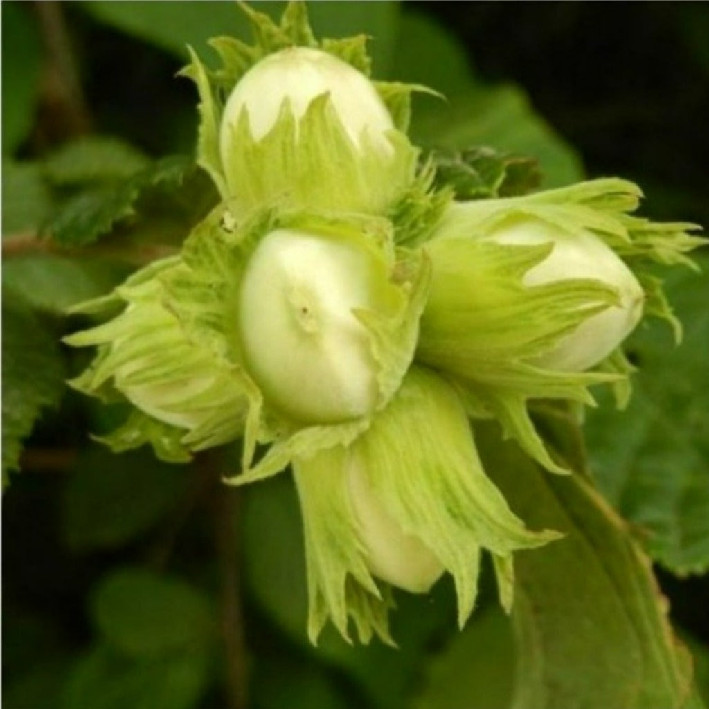 Lazdynai | Dr. Algirdo Amšiejaus medelynas